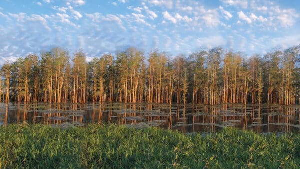 Everglades Restoration - U.S. Sugar